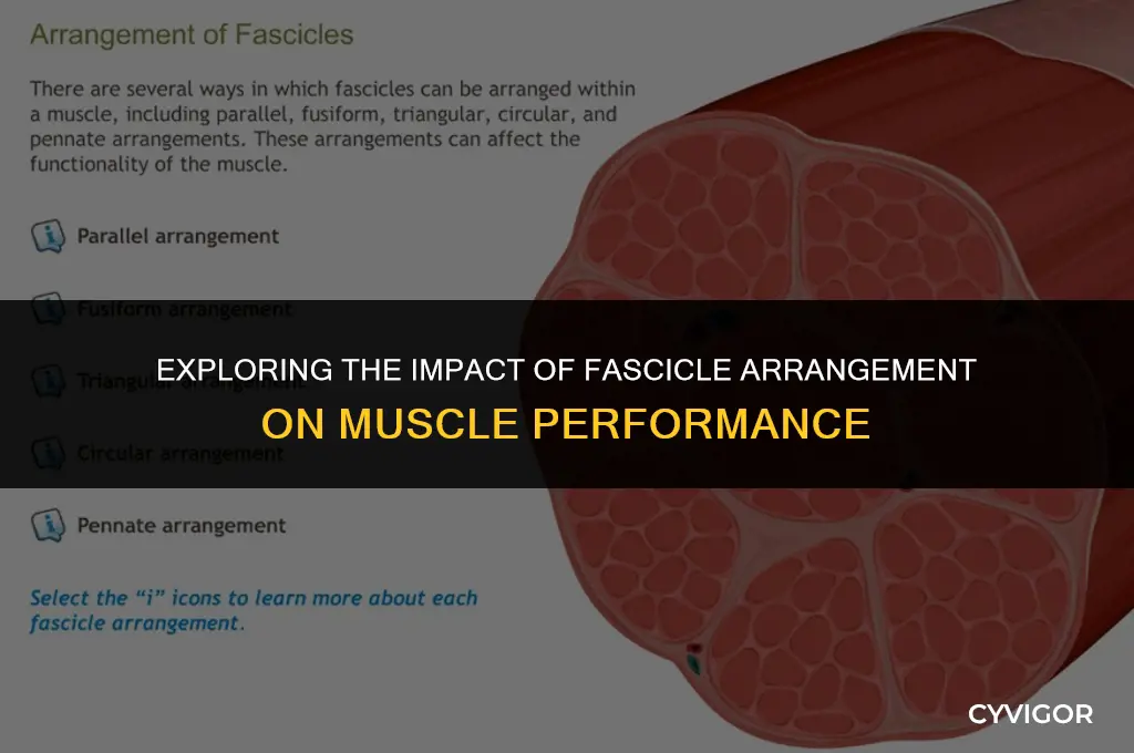 Exploring The Impact Of Fascicle Arrangement On Muscle Performance ...