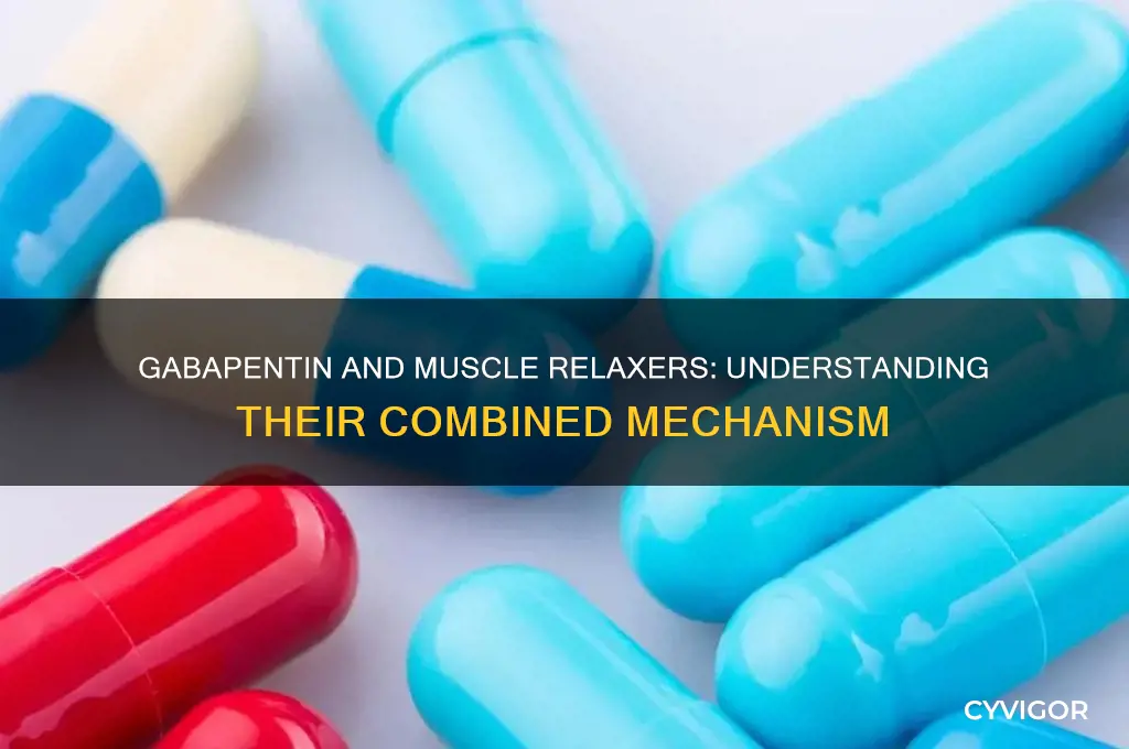 Gabapentin And Muscle Relaxers: Understanding Their Combined Mechanism ...
