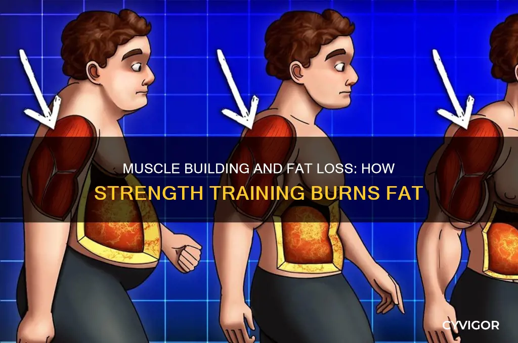 Muscle Building And Fat Loss: How Strength Training Burns Fat | CyVigor