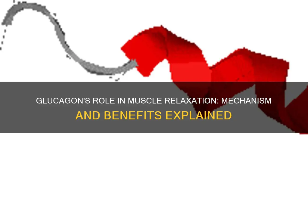 Glucagon's Role In Muscle Relaxation: Mechanism And Benefits Explained ...