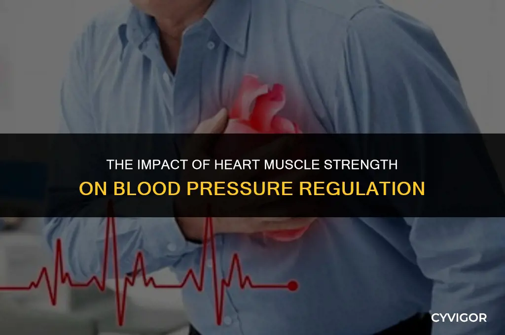 The Impact Of Heart Muscle Strength On Blood Pressure Regulation | CyVigor