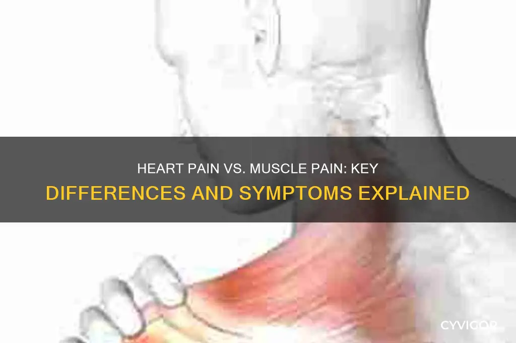 Heart Pain Vs. Muscle Pain: Key Differences And Symptoms Explained ...