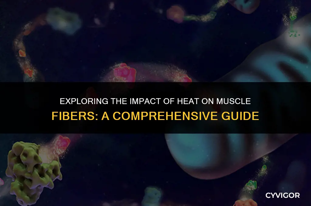 Exploring The Impact Of Heat On Muscle Fibers: A Comprehensive Guide ...