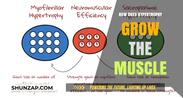 Understanding Muscle Growth: The Role Of Z-Lines In Hypertrophy ...