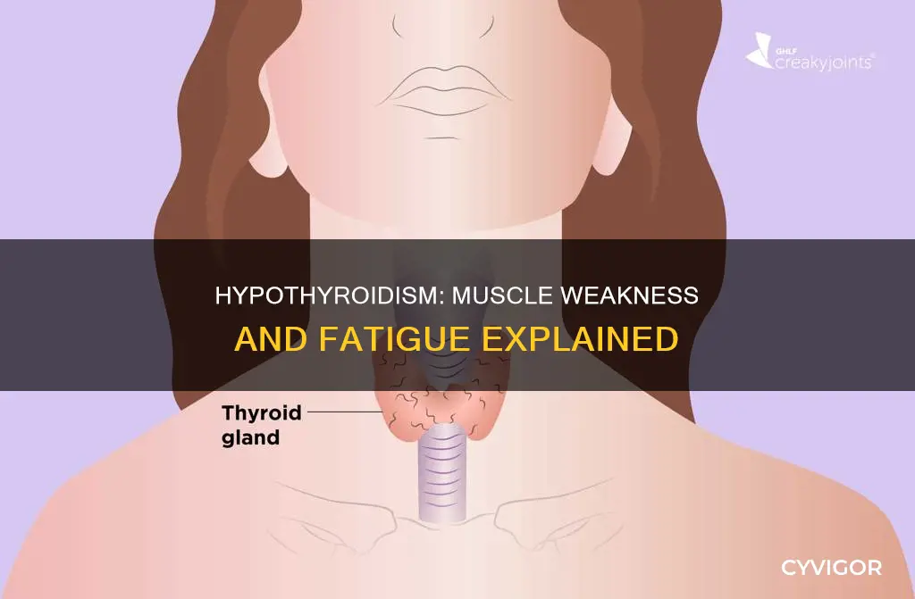 Hypothyroidism: Muscle Weakness And Fatigue Explained | CyVigor