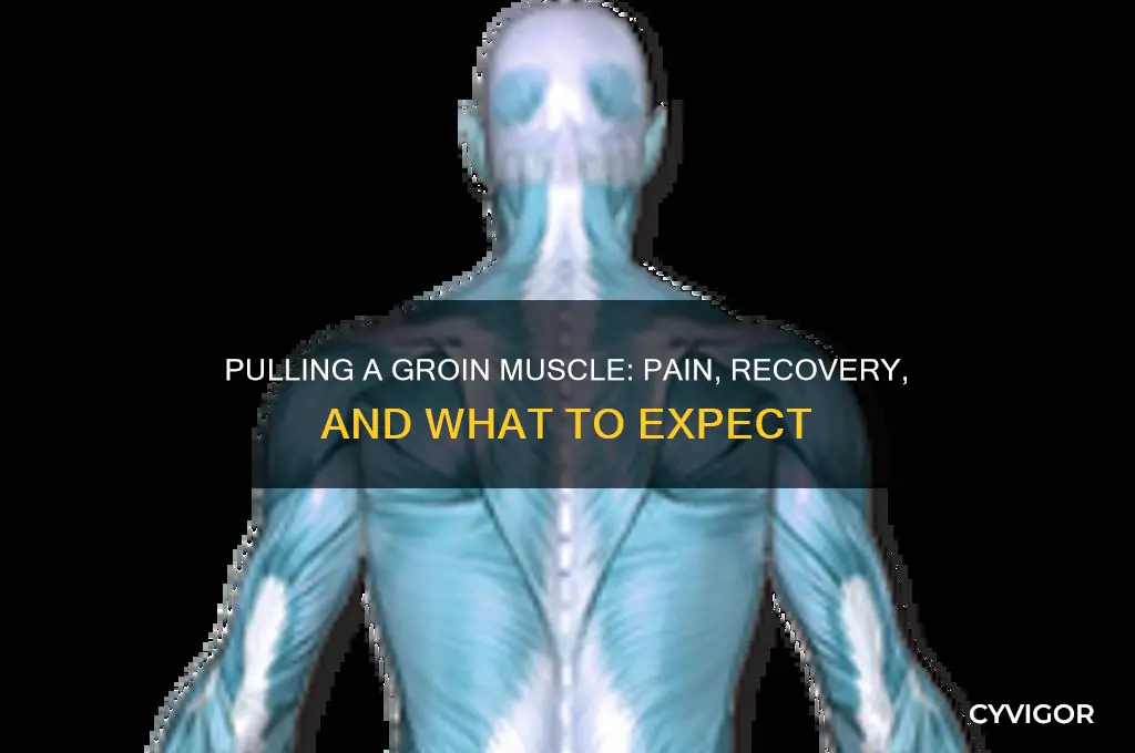 Pulling A Groin Muscle: Pain, Recovery, And What To Expect | CyVigor
