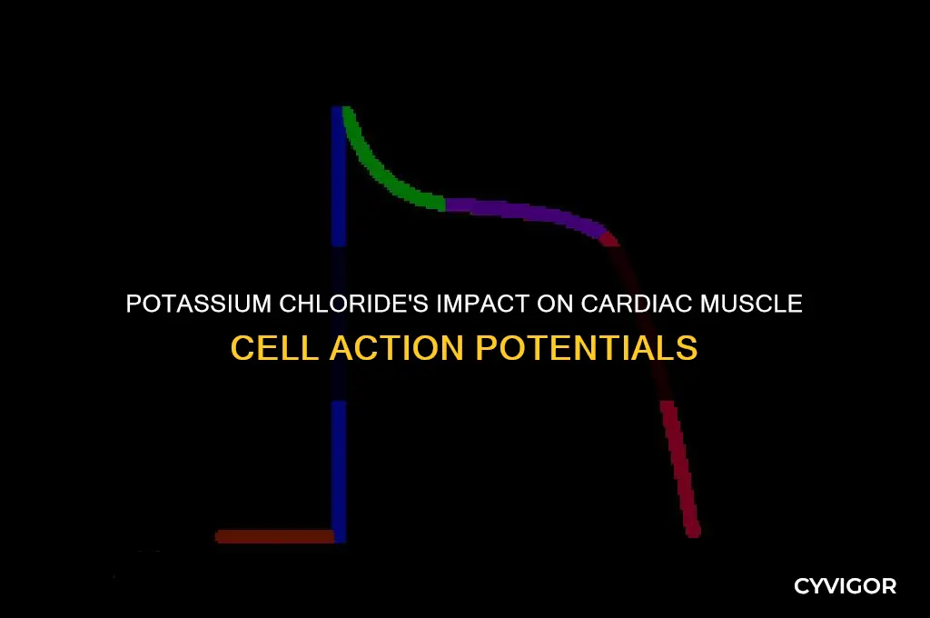 Potassium Chloride's Impact On Cardiac Muscle Cell Action Potentials ...