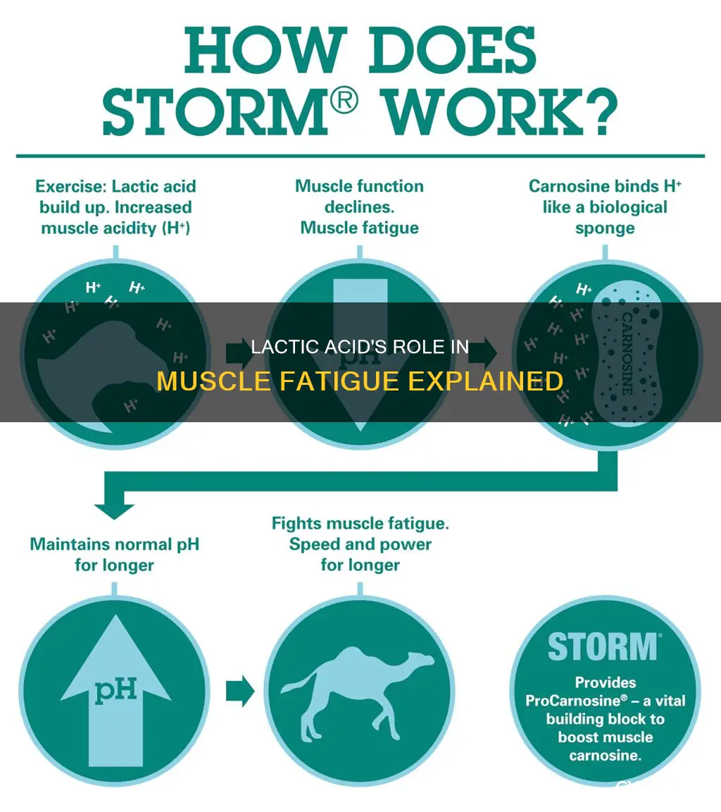 Lactic Acid's Role In Muscle Fatigue Explained | CyVigor