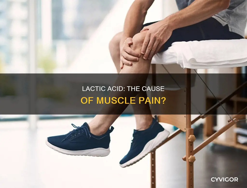 Lactic Acid: The Cause Of Muscle Pain? | CyVigor