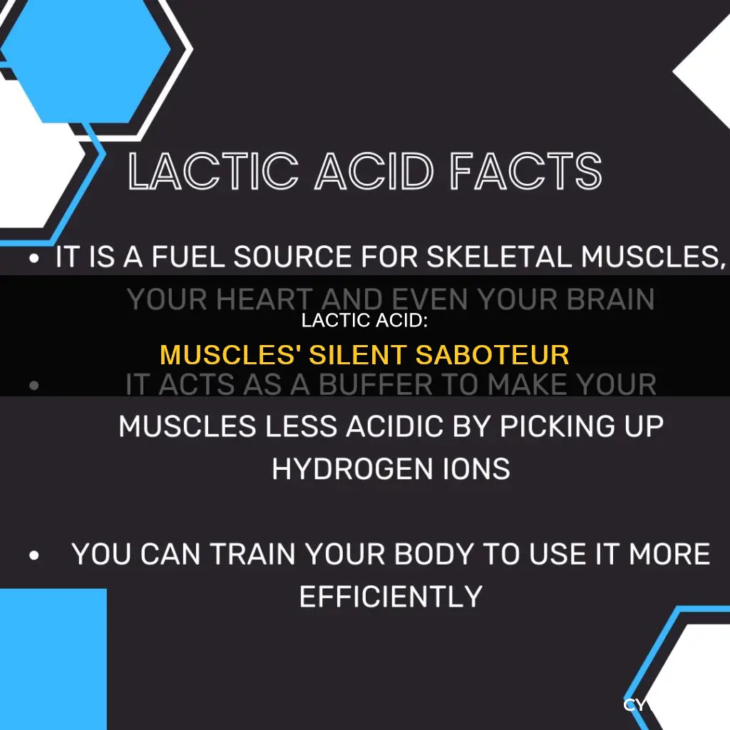 Lactic Acid: Muscles' Silent Saboteur | CyVigor