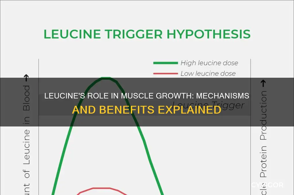 Leucine's Role In Muscle Growth: Mechanisms And Benefits Explained ...