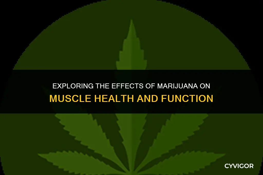 Exploring The Effects Of Marijuana On Muscle Health And Function | CyVigor