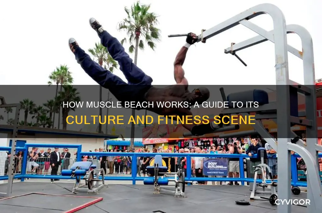 How Muscle Beach Works: A Guide To Its Culture And Fitness Scene | CyVigor