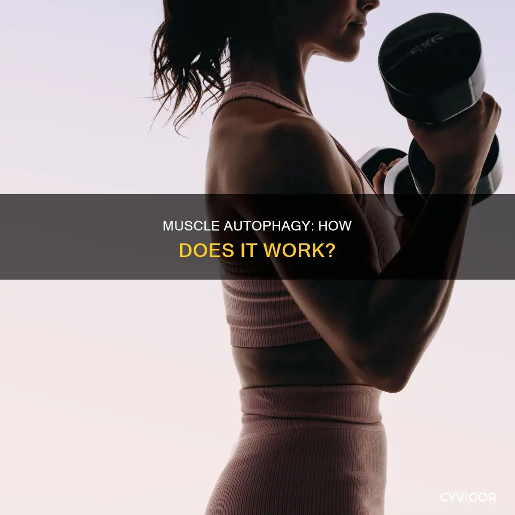 Muscle Autophagy: How Does It Work? | CyVigor
