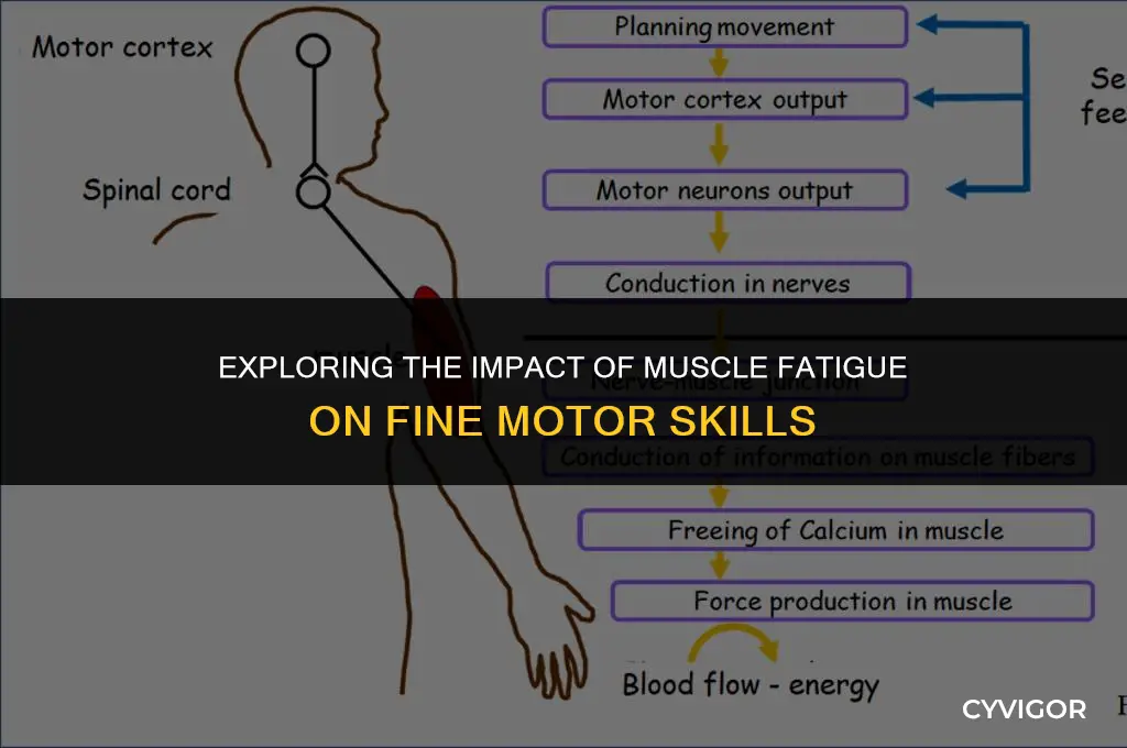 Exploring The Impact Of Muscle Fatigue On Fine Motor Skills | CyVigor