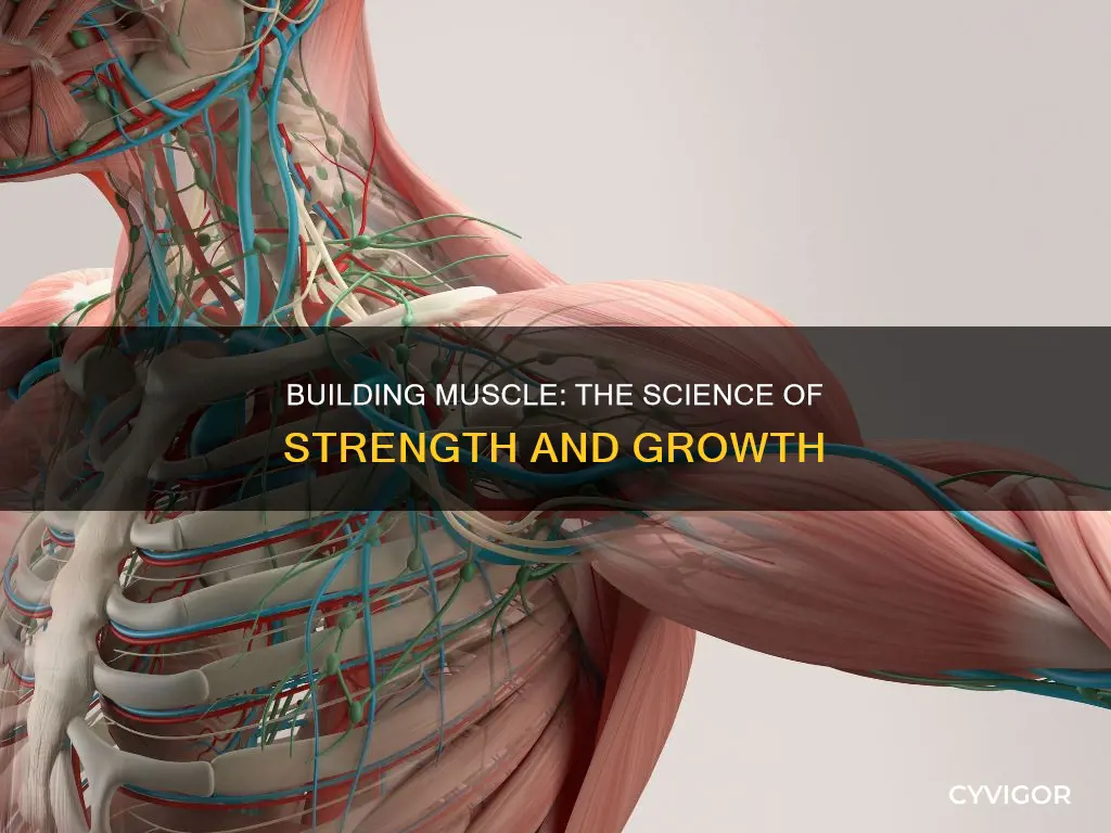 Building Muscle: The Science Of Strength And Growth | CyVigor