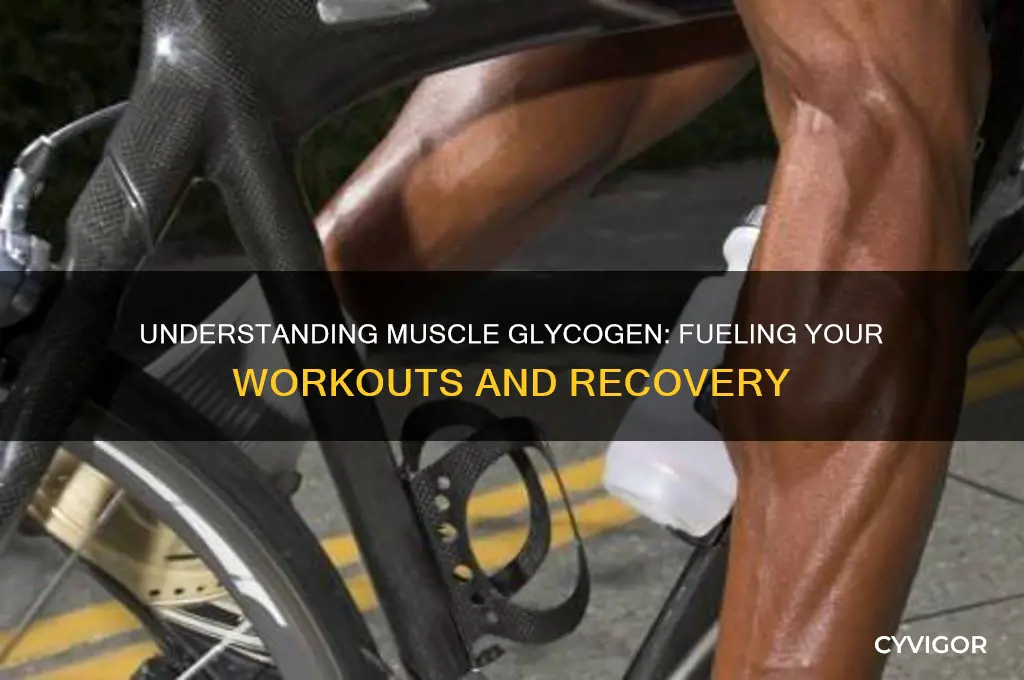 Understanding Muscle Glycogen: Fueling Your Workouts And Recovery | CyVigor