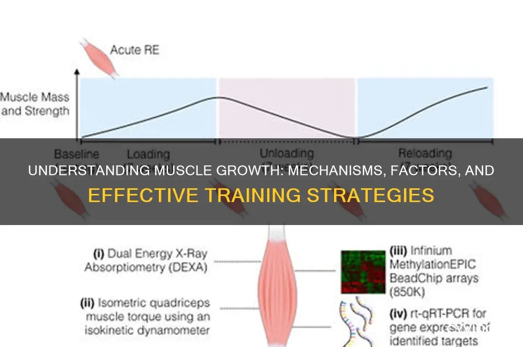 Understanding Muscle Growth: Mechanisms, Factors, And Effective ...