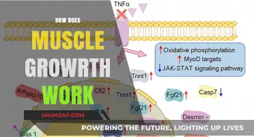 Understanding Muscle Fiber Recruitment: How Your Body Activates ...