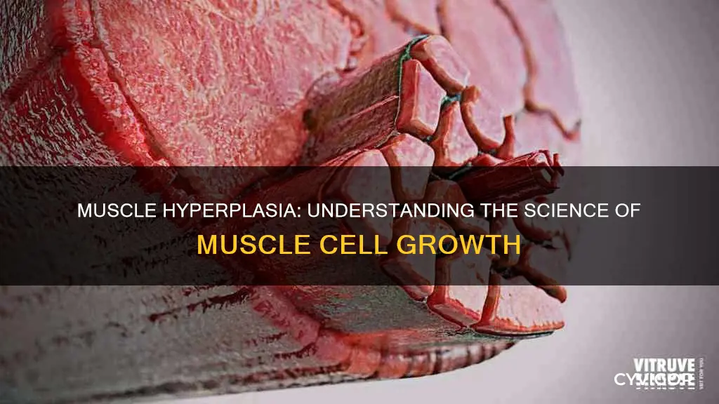 Muscle Hyperplasia: Understanding The Science Of Muscle Cell Growth ...