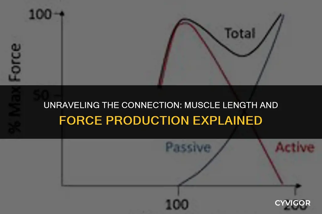 Unraveling The Connection: Muscle Length And Force Production Explained ...