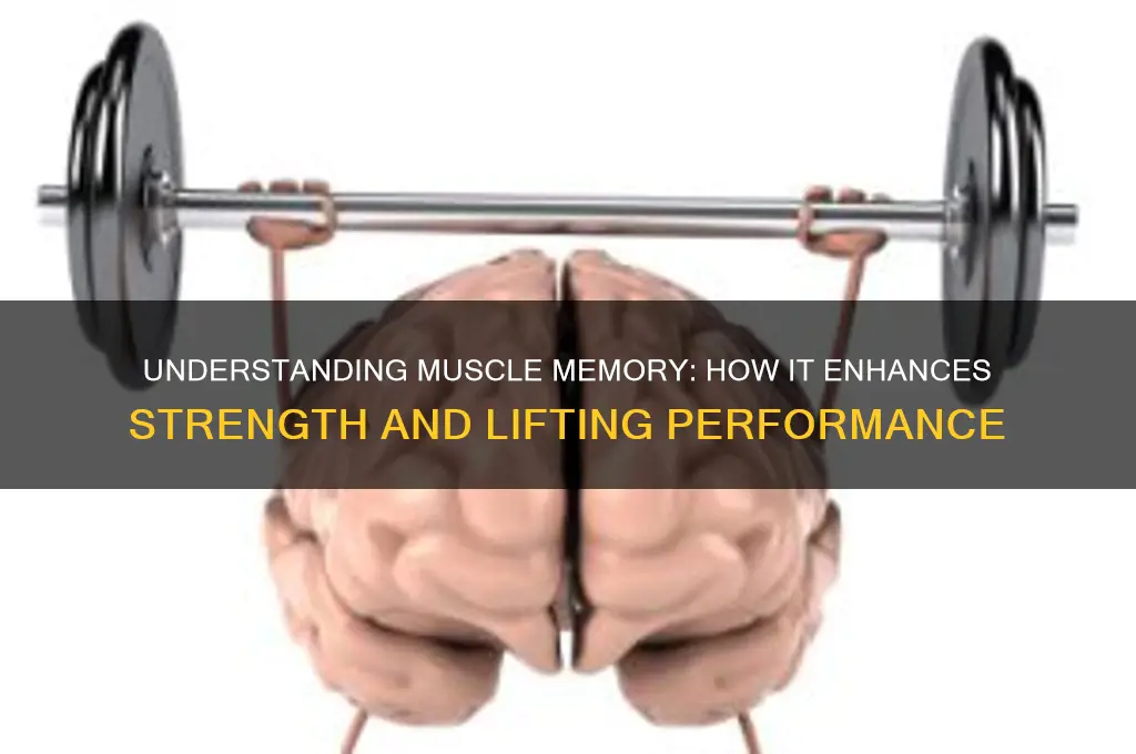 Understanding Muscle Memory: How It Enhances Strength And Lifting ...