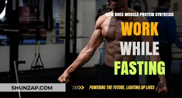 Understanding Muscle Protein Synthesis: Mechanisms, Factors, And ...