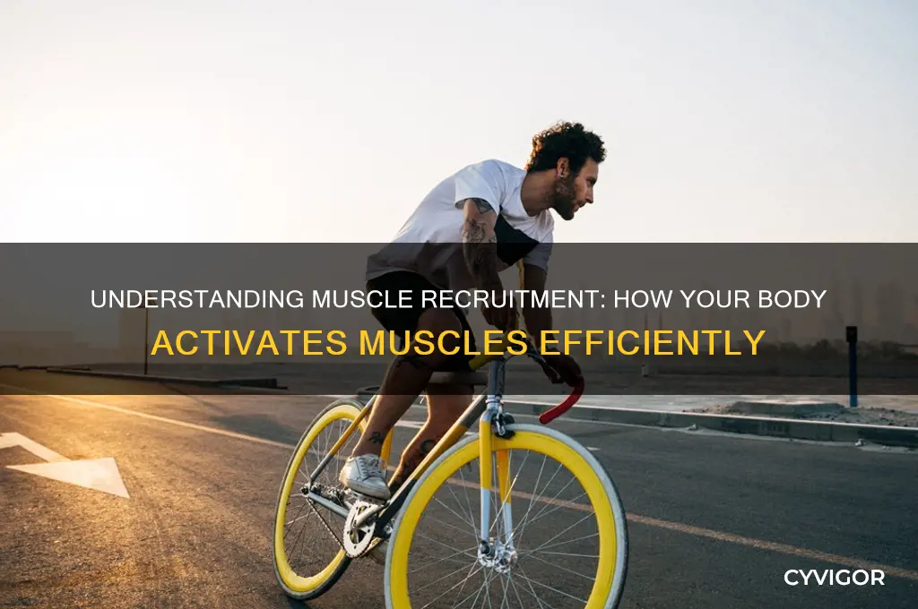 Understanding Muscle Recruitment: How Your Body Activates Muscles ...
