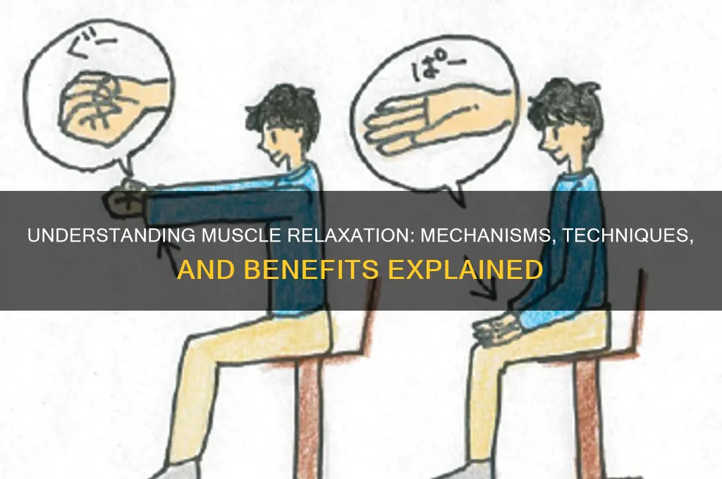 Understanding Muscle Relaxation: Mechanisms, Techniques, And Benefits ...