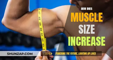 Understanding Muscle Hypertonicity: Causes And Mechanisms | CyVigor