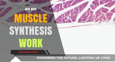 Understanding Muscle Protein Synthesis: Mechanisms, Factors, And ...
