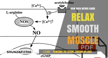 How Camp Increase Relaxes Smooth Muscle: Mechanisms Explained | CyVigor