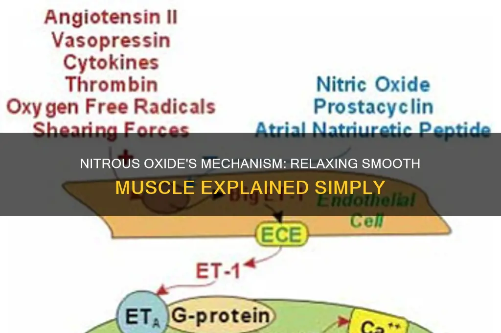 Nitrous Oxide's Mechanism: Relaxing Smooth Muscle Explained Simply ...