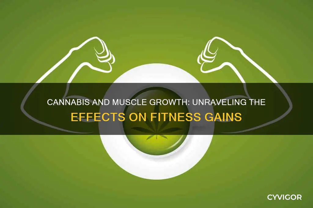 Cannabis And Muscle Growth: Unraveling The Effects On Fitness Gains ...