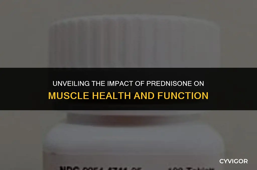 Unveiling The Impact Of Prednisone On Muscle Health And Function | CyVigor