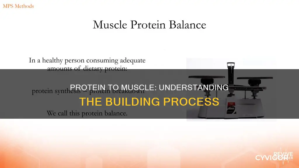Protein To Muscle: Understanding The Building Process | CyVigor