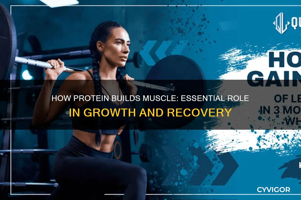 How Protein Builds Muscle: Essential Role In Growth And Recovery | CyVigor