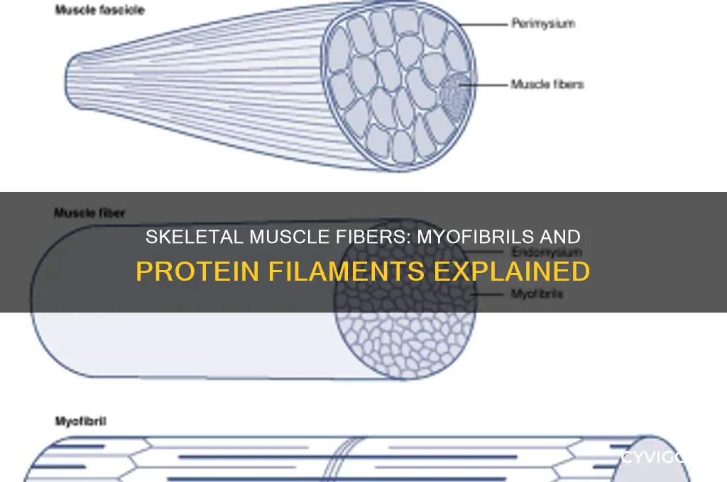 Skeletal Muscle Fibers: Myofibrils And Protein Filaments Explained ...