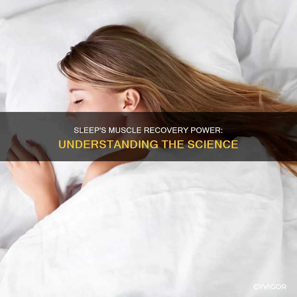 Sleep's Muscle Recovery Power: Understanding The Science | CyVigor