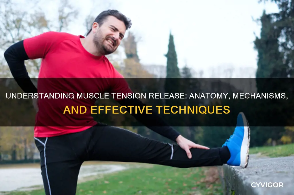 Understanding Muscle Tension Release: Anatomy, Mechanisms, And ...
