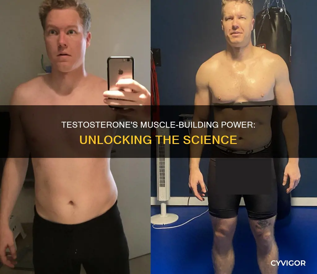 Testosterone's Muscle-Building Power: Unlocking The Science | CyVigor
