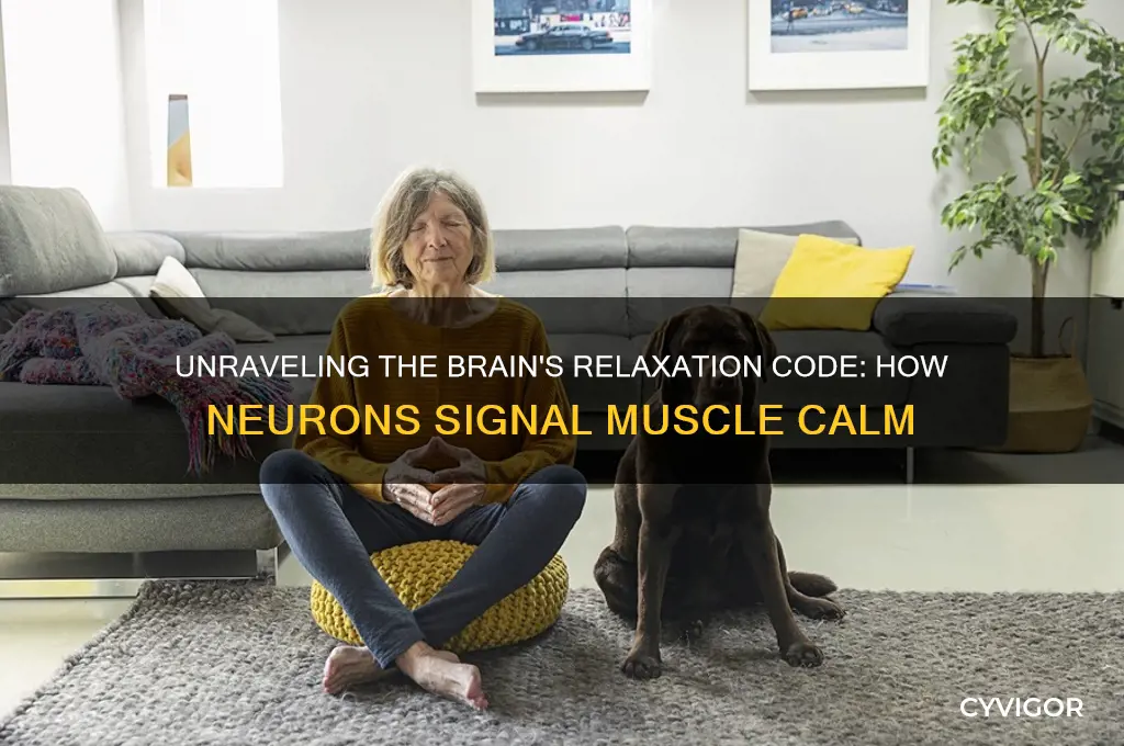 Unraveling The Brain's Relaxation Code: How Neurons Signal Muscle Calm ...