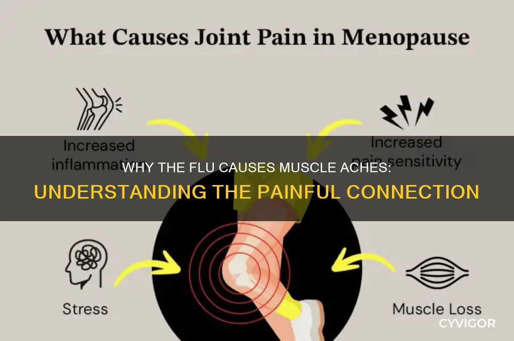 Why The Flu Causes Muscle Aches: Understanding The Painful Connection ...