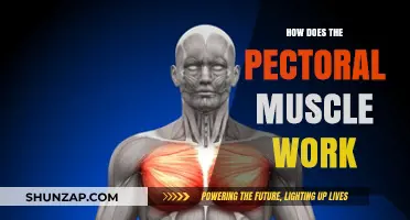 Understanding Detrusor Muscle Function And Sympathetic Nervous System ...