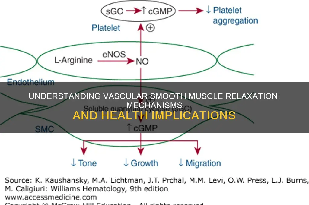 Understanding Vascular Smooth Muscle Relaxation: Mechanisms And Health ...