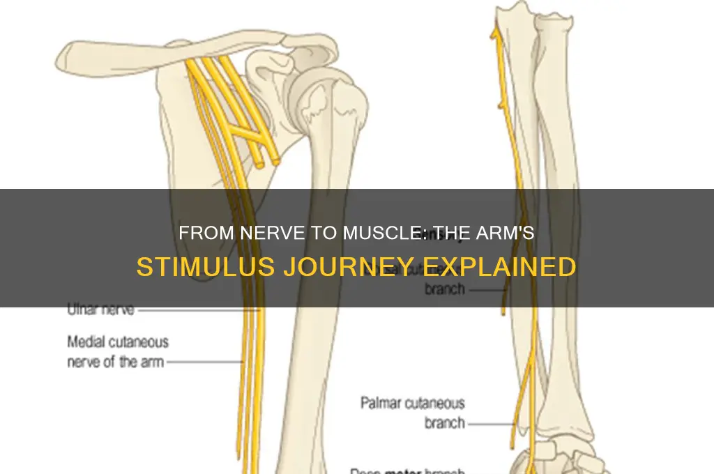 From Nerve To Muscle: The Arm's Stimulus Journey Explained | CyVigor