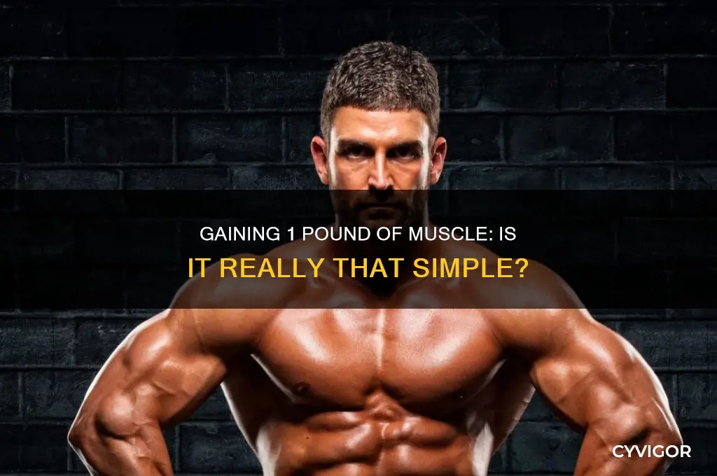 Gaining 1 Pound Of Muscle: Is It Really That Simple? | CyVigor