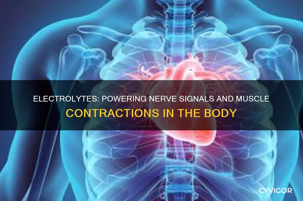Electrolytes: Powering Nerve Signals And Muscle Contractions In The ...
