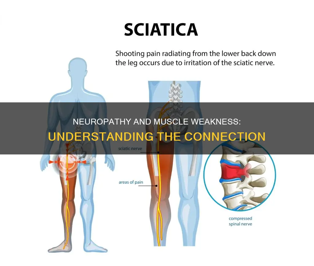 Neuropathy And Muscle Weakness: Understanding The Connection | CyVigor