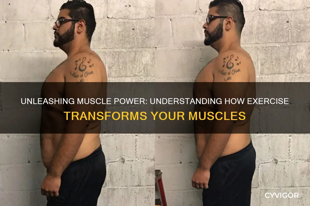 Unleashing Muscle Power: Understanding How Exercise Transforms Your ...
